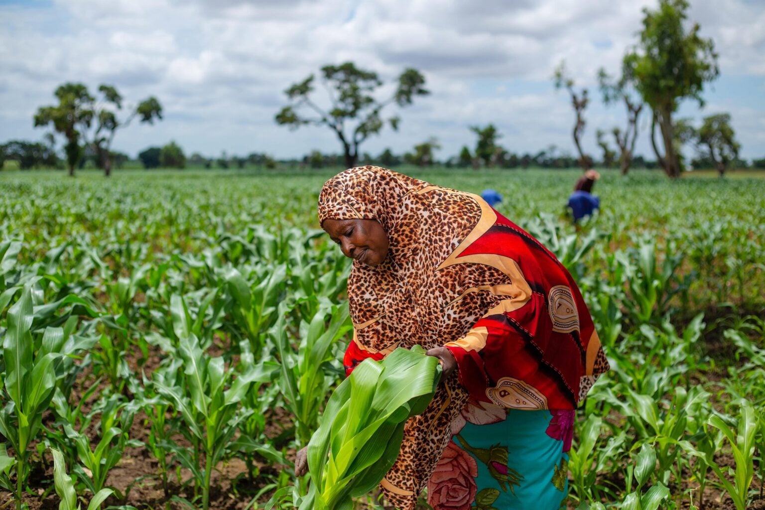 Nigerian women in agriculture: A catalyst for food security, economic ...